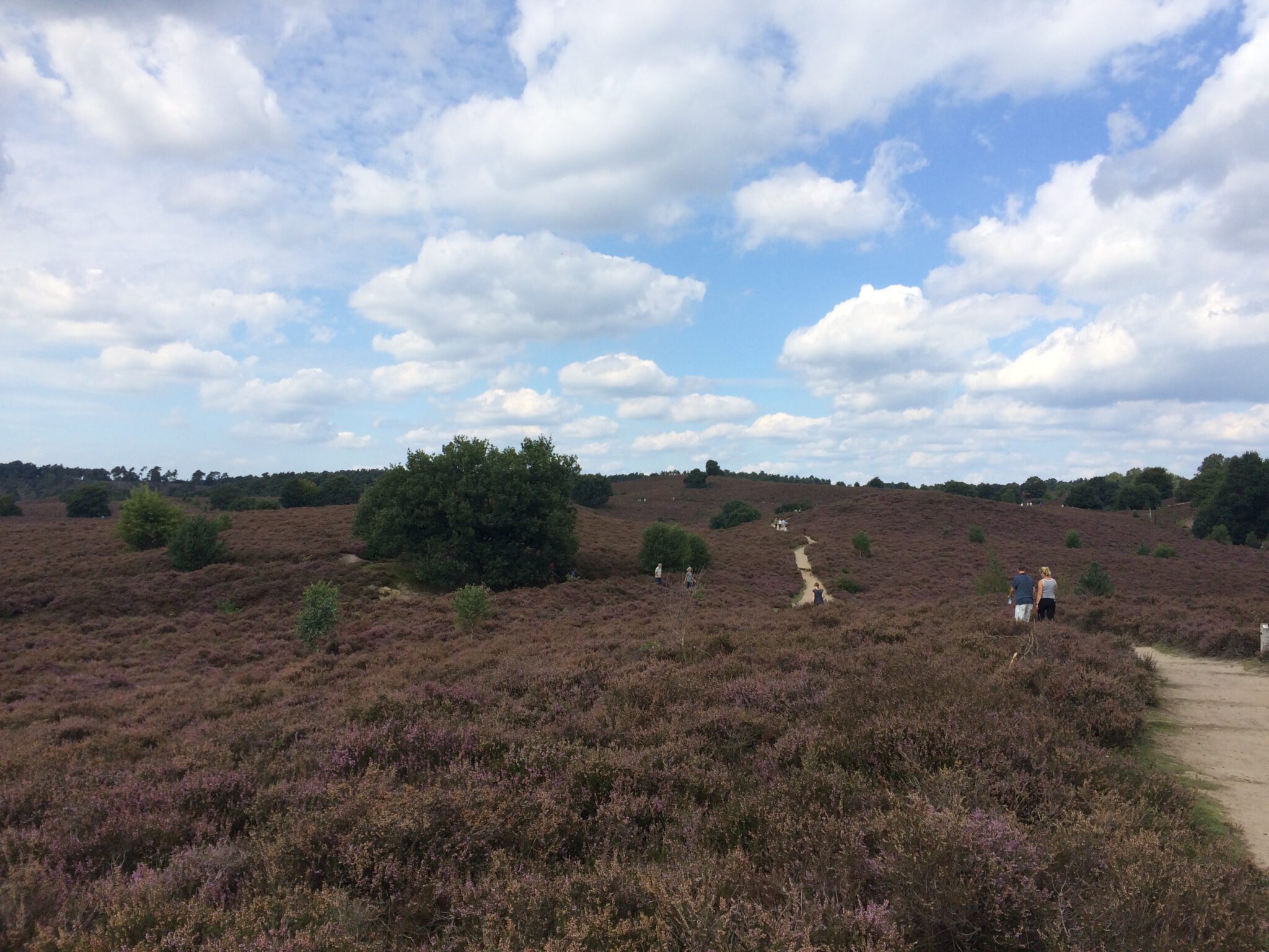 3 hiking highlights in the Dutch heathlands - Two Around The World
